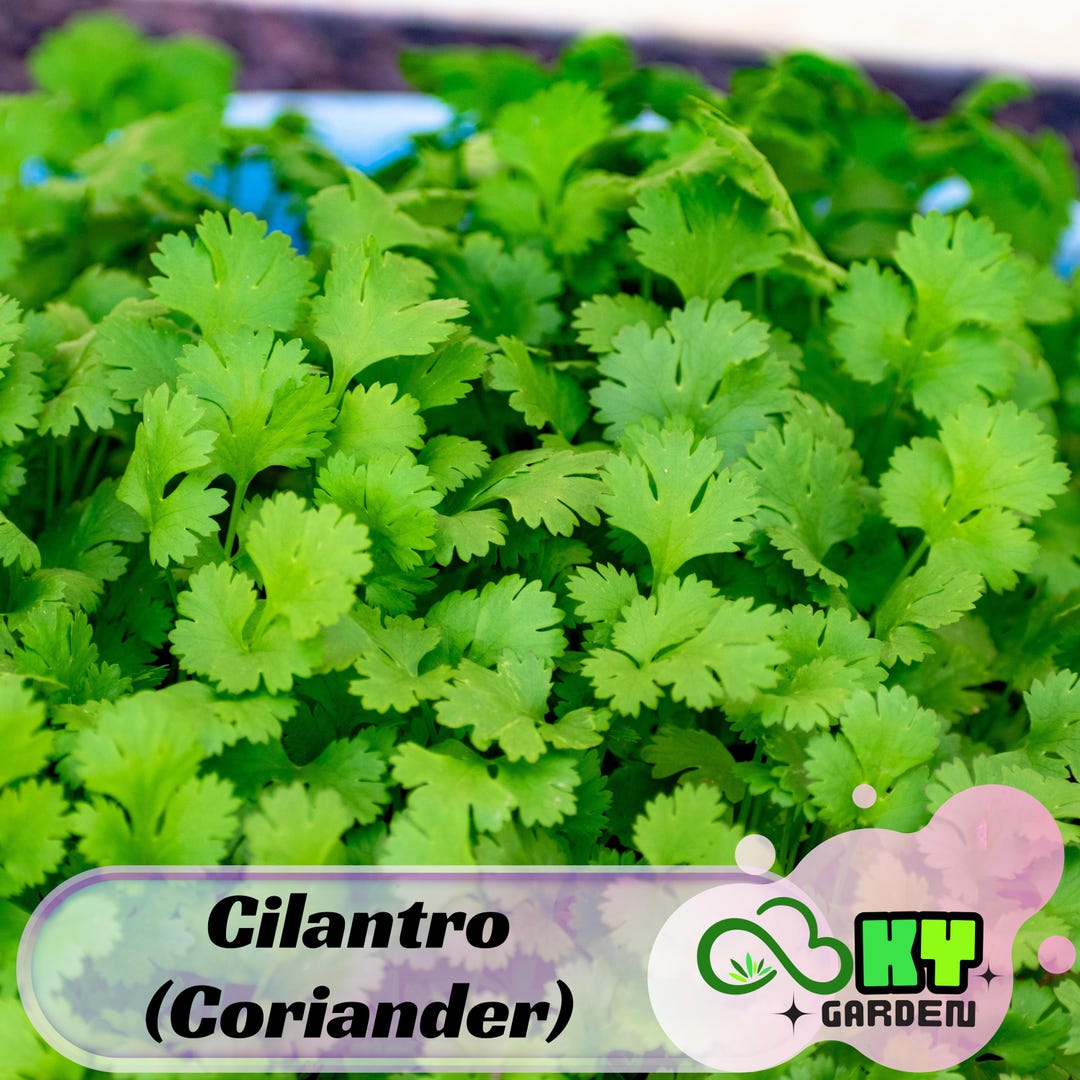 Cilantro (coriander) Seeds - Annual - Edible, Fast Growing, Cold ...