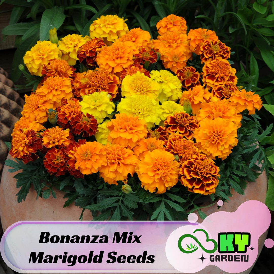 Bonanza Mix Marigold Seeds - Edible -open-pollinating - Potted - Draft ...