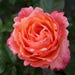 Anna's Promise Grandiflora Rose Seeds – Perennial, Cold Resistant ...