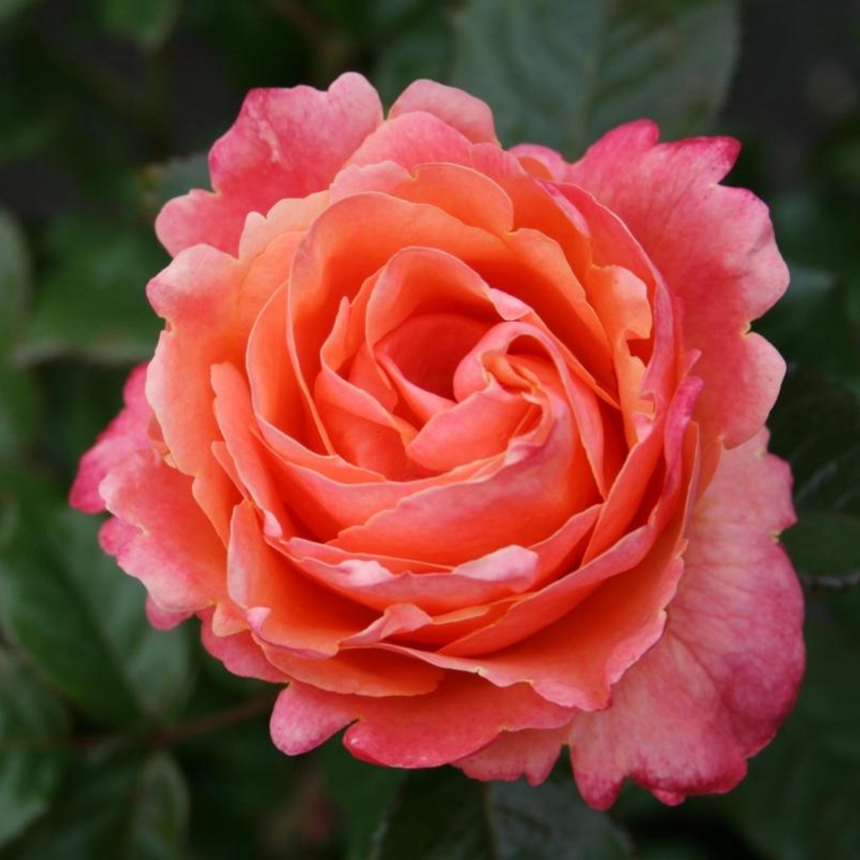 Anna's Promise Grandiflora Rose Seeds – Perennial, Cold Resistant ...