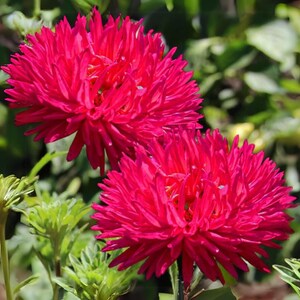 Gremlin Double - Aster Seeds - Annual, Soft Yellow Flowers,attracts ...