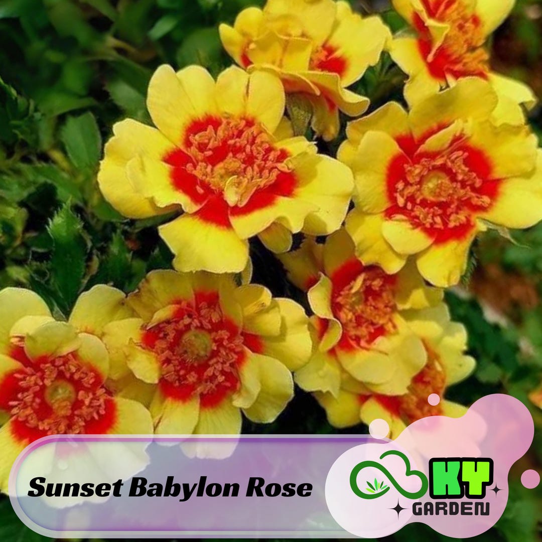 Sunset Babylon Rose Seeds - Perennial, Open-pollinating, Deciduous ...