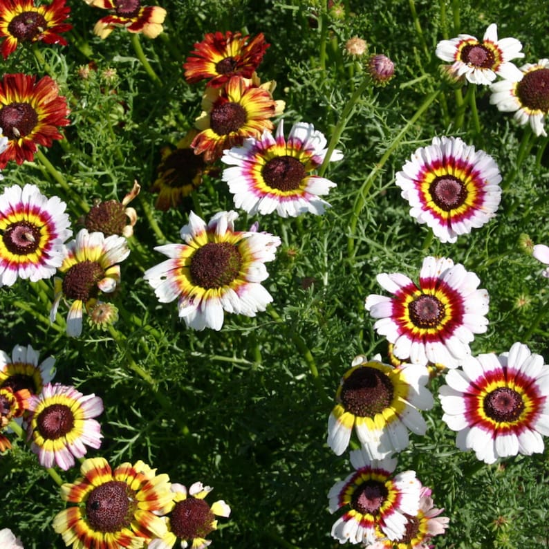 Painted Daisy Seeds - Showy Blooms, Attracts Pollinators, Drought ...