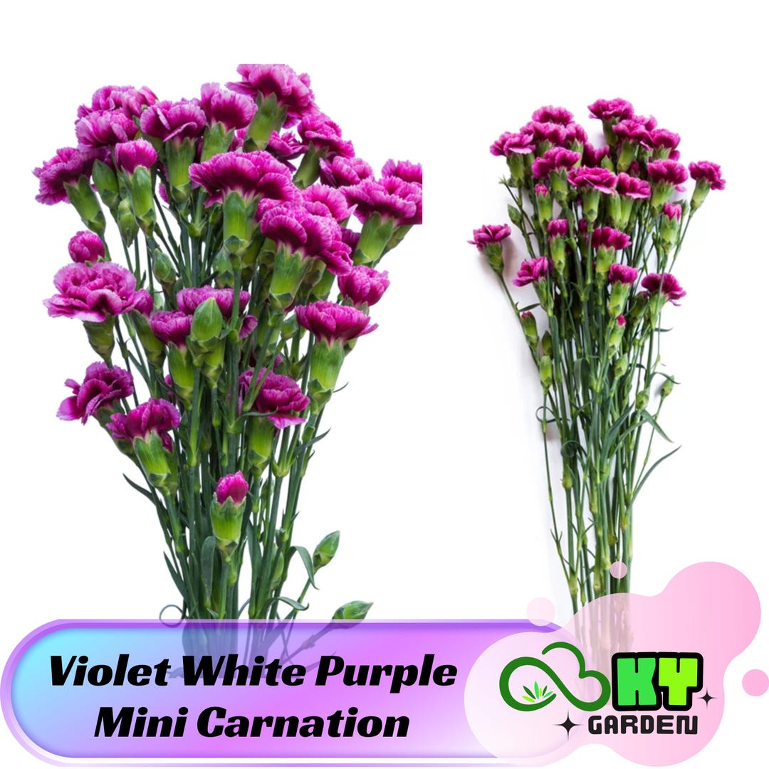 Violet White Purple Mini Carnation Seeds - Showy Blooms, Compact Growth ...