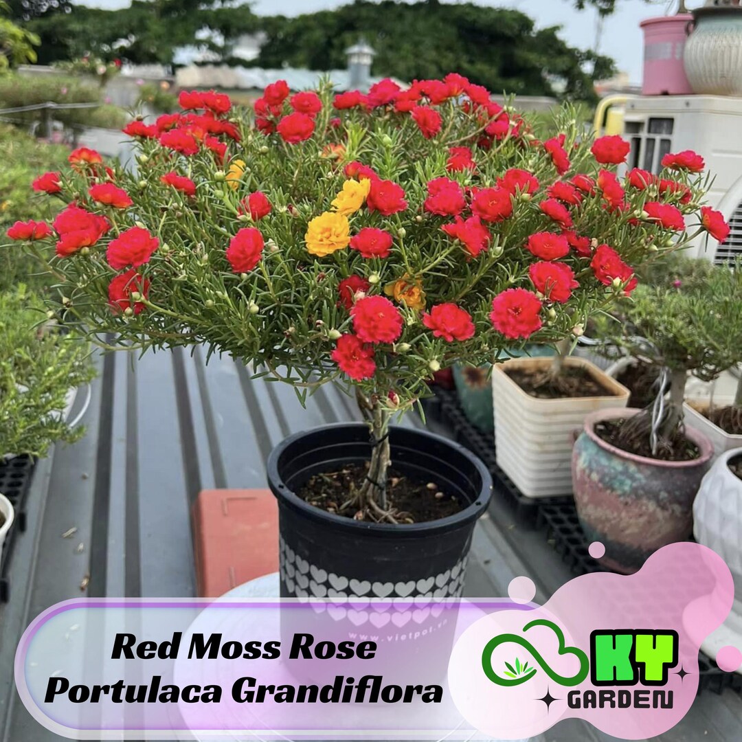 Red Moss Rose Portulaca Grandiflora Seeds - Drought Tolerant, Low ...