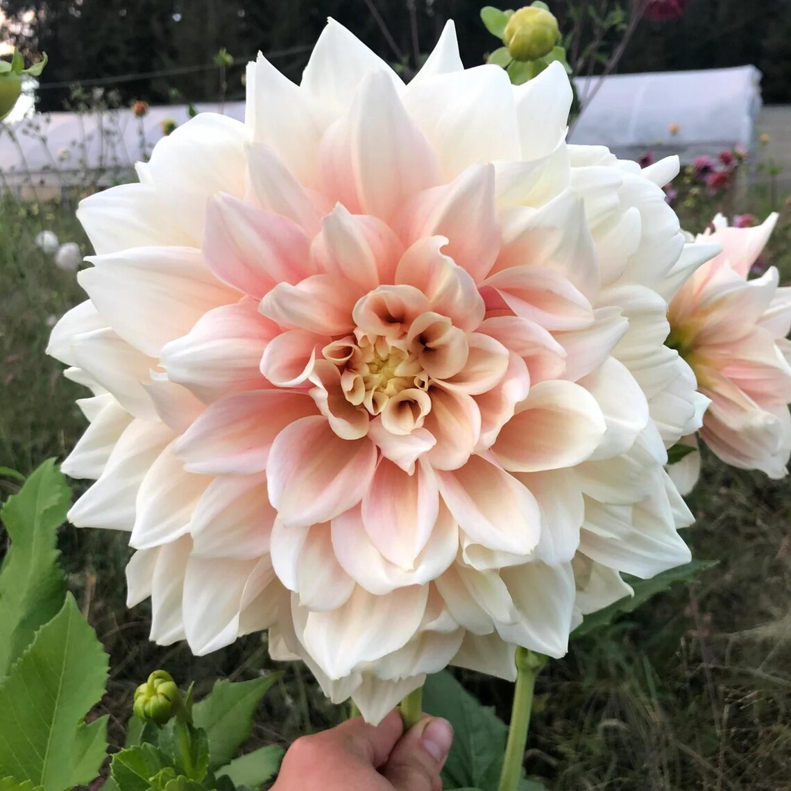 Dinnerplate Break Out Dahlia Seeds - Attracts Pollinators, Long ...