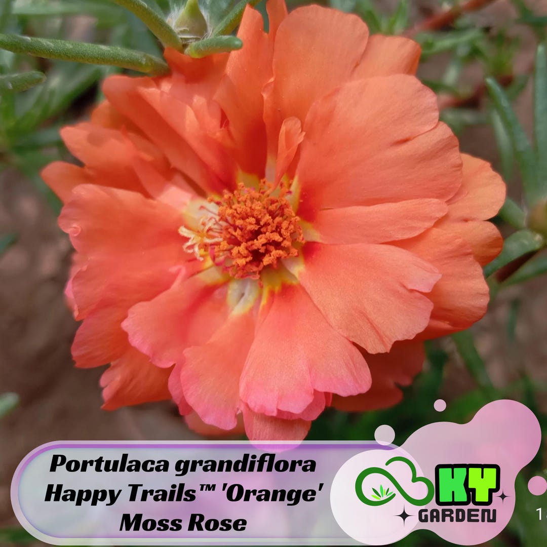Portulaca Grandiflora Happy Trails™ 'orange' Moss Rose Seeds - Low ...