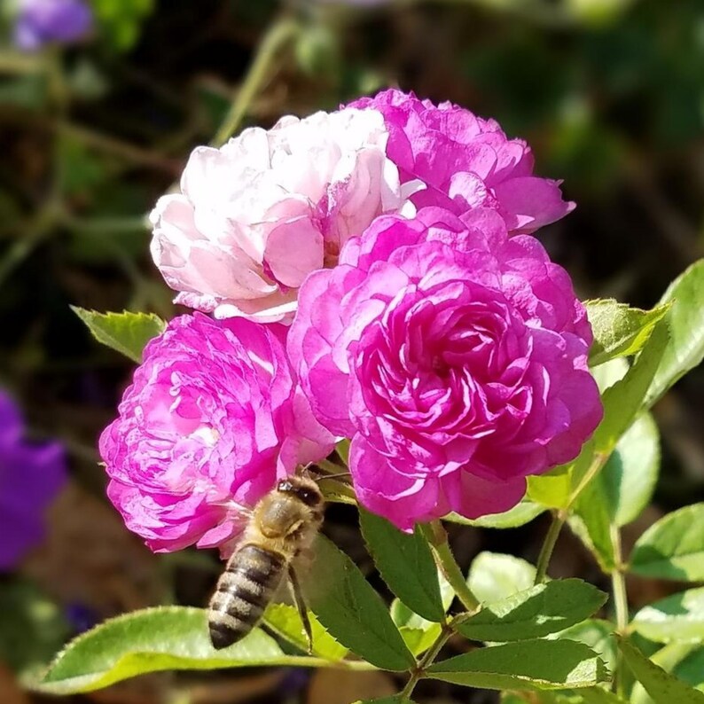 Vineyard Song Rose Seeds - Perennial, Open-pollinating, Deciduous ...
