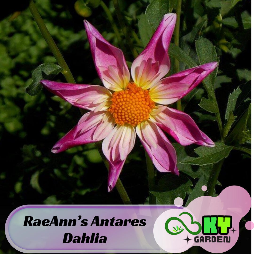 Raeann’s Antares Dahlia Seeds - Attracts Pollinators, Long Blooming ...