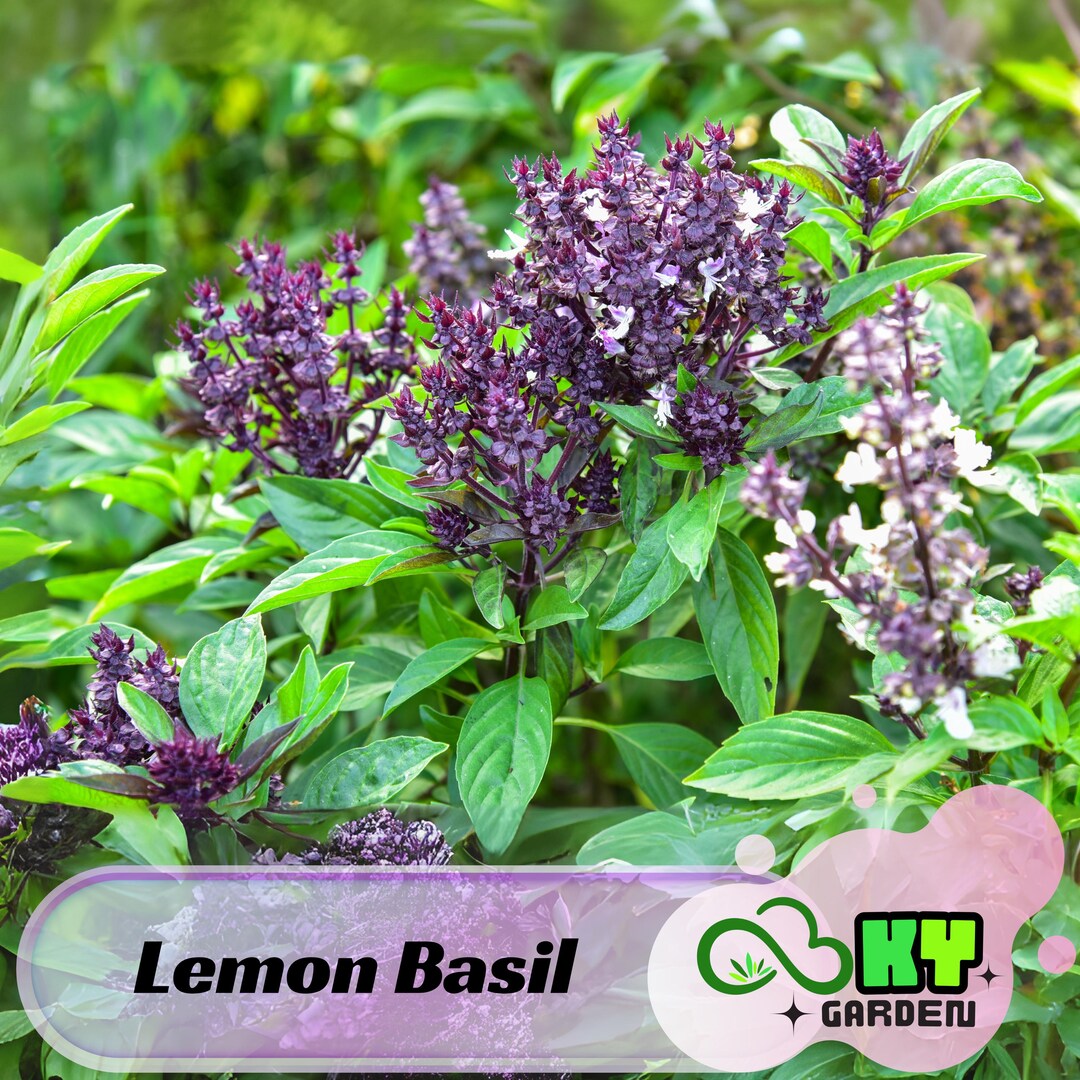 Lemon Basil Seeds - Annual - Edible, Fragrant, Fast Growing, , Attracts ...