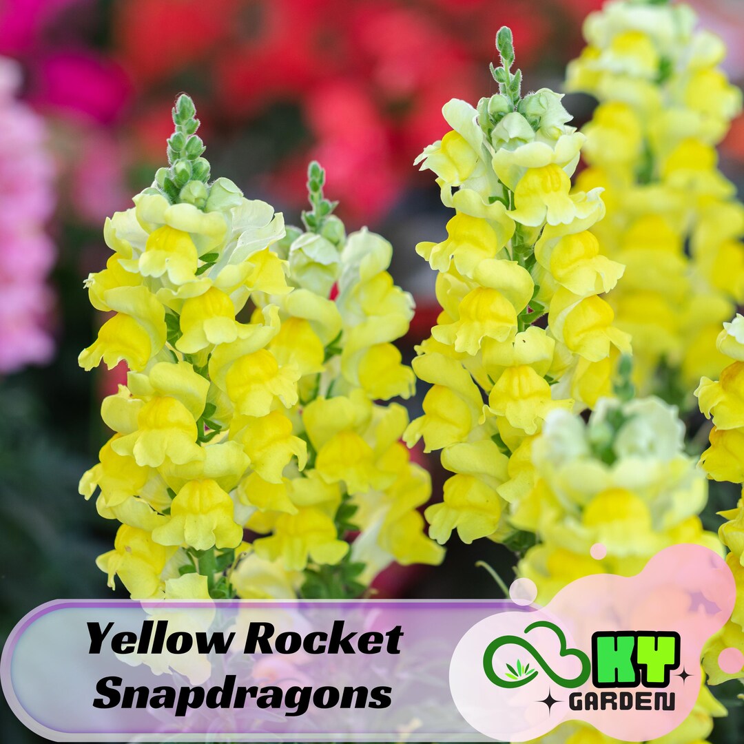 Yellow Rocket Snapdragons Seeds - Cold Resistant - Potted - Attracts ...