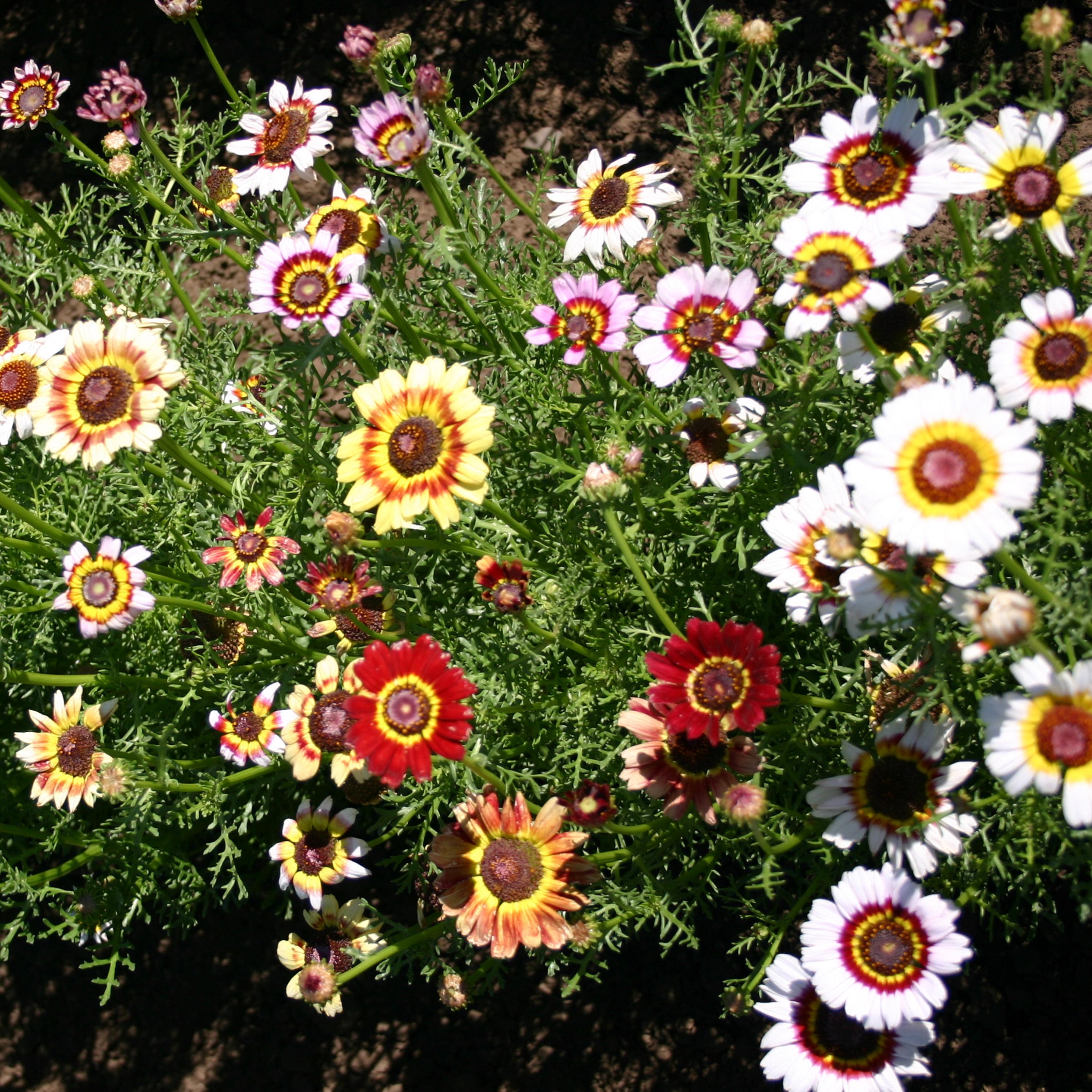 Painted Daisy Seeds - Showy Blooms, Attracts Pollinators, Drought ...