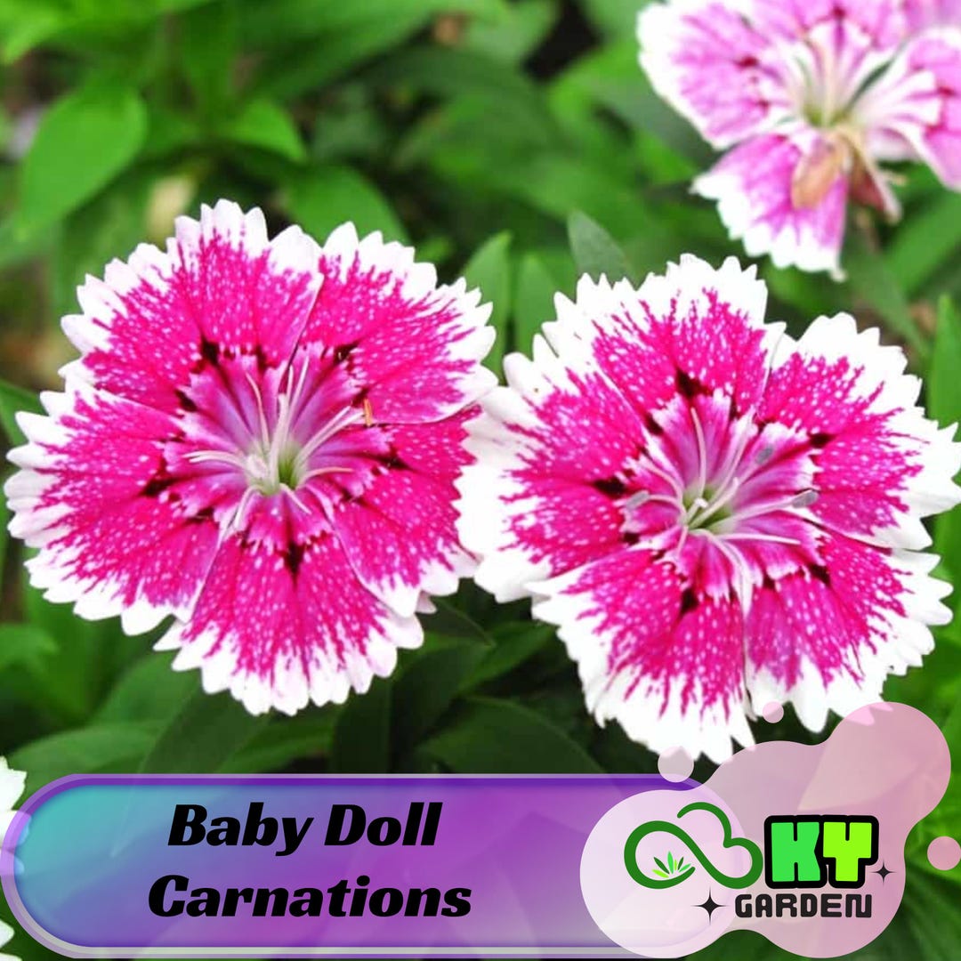 Baby Doll Carnations Seeds - Showy Blooms, Compact Growth, Attracts ...