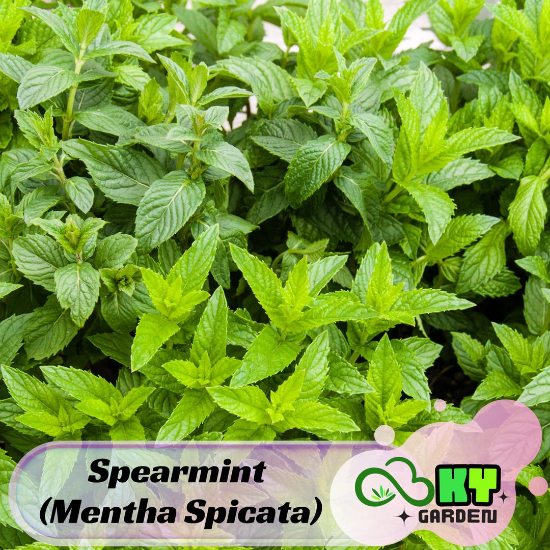 Spearmint (mentha Spicata) Seeds - Perennial - Edible, Fast Growing ...