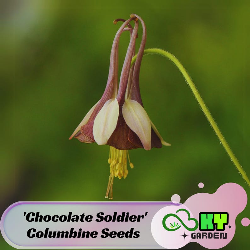 Chocolate Soldier' Columbine Seeds - Deciduous - Cold Resistant ...