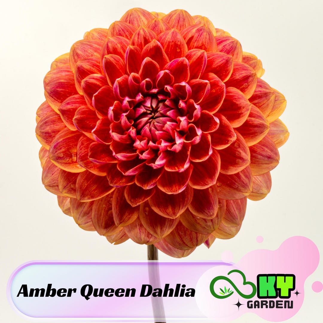 Amber Queen Dahlia Seeds - Showy Blooms, Attracts Pollinators, Long ...