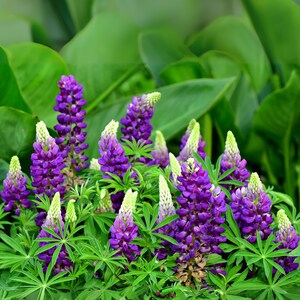 Lupinus Latifolius (broadleaf Lupine) Seeds - Fast Growing, Drought ...