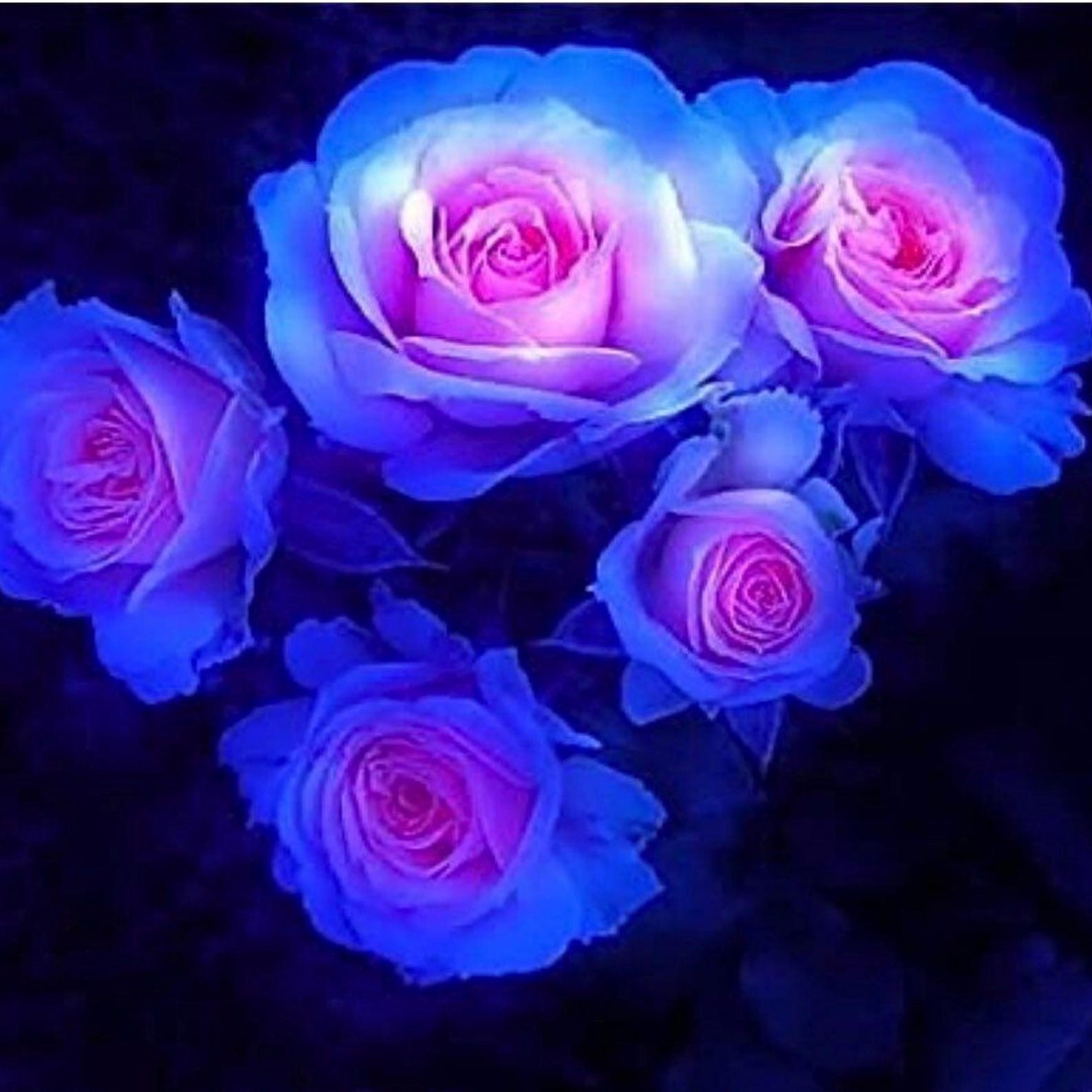 15s|blues Blue Rose Seeds - Perennial, Cold Resistant, Open-pollinating ...