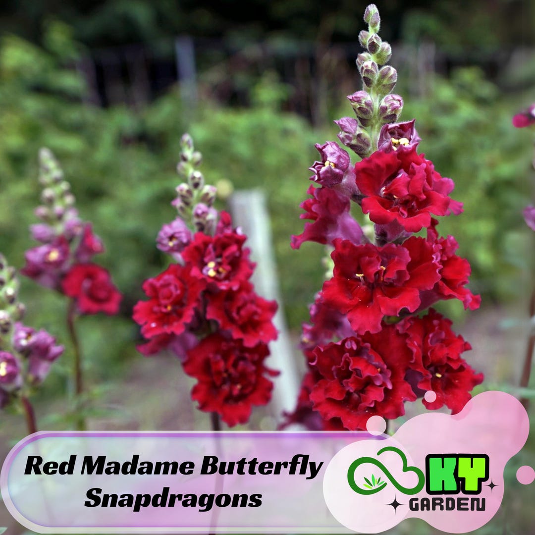 Red Madame Butterfly Snapdragons Seeds - Cold Resistant -potted ...