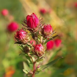 Gremlin Double - Aster Seeds - Annual, Soft Yellow Flowers,attracts ...