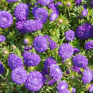 Gremlin Double - Aster Seeds - Annual, Soft Yellow Flowers,attracts ...