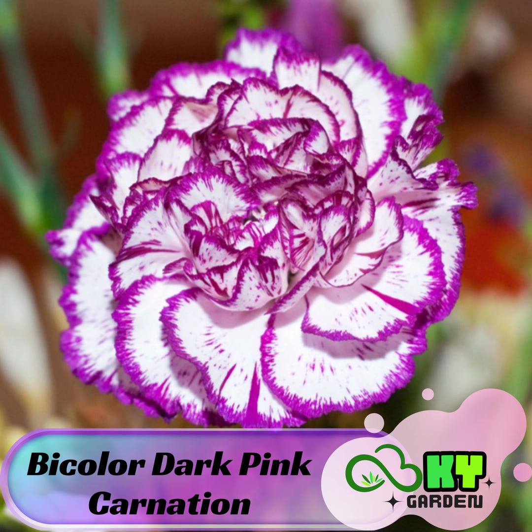 Bicolor Dark Pink Carnation Seeds - Showy Blooms, Compact Growth ...