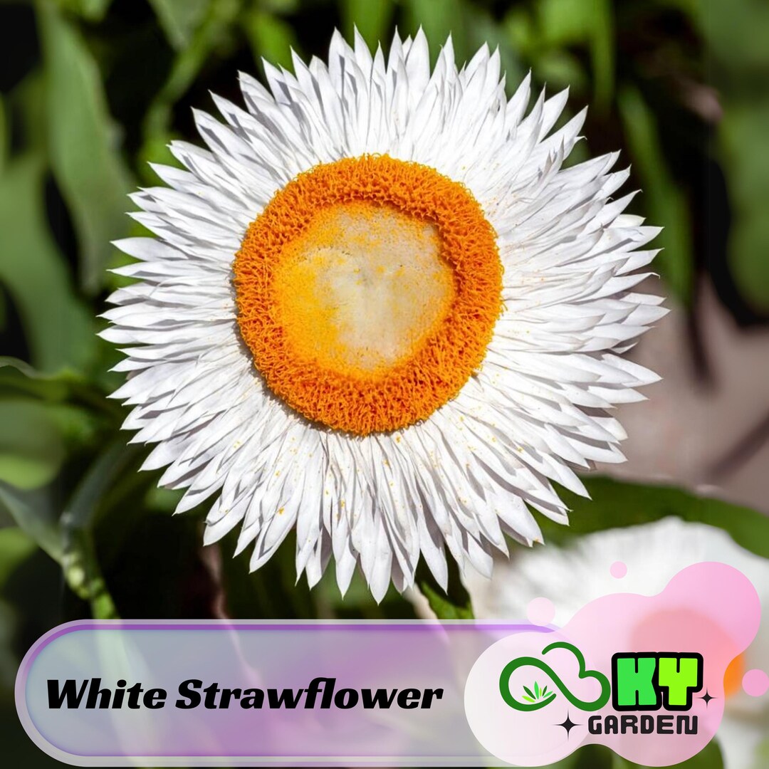 White Strawflower Seeds - Showy Blooms, Drought Tolerant, Long-lasting ...