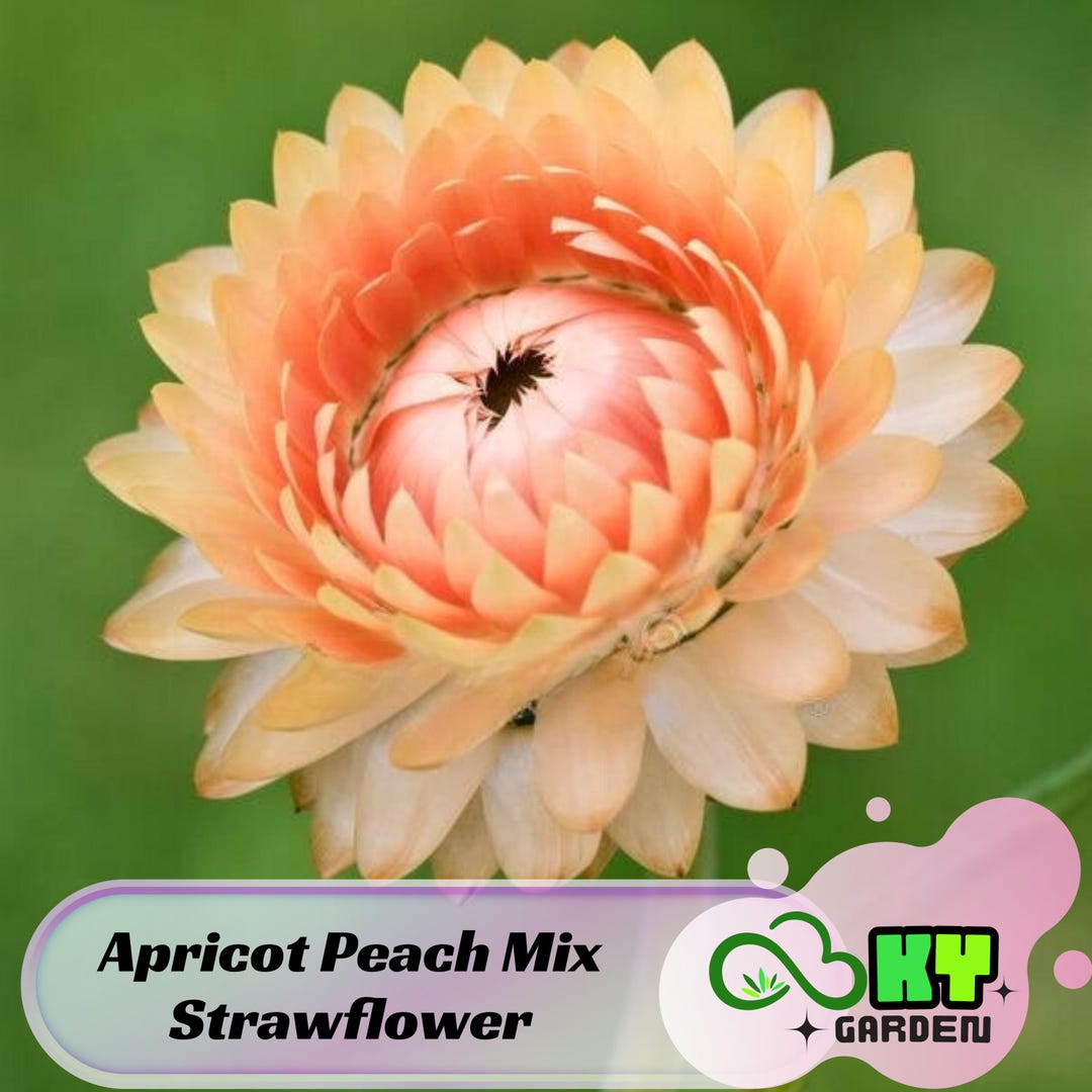 Apricot Peach Mix Strawflower Seeds - Drought Tolerant, Long-lasting ...