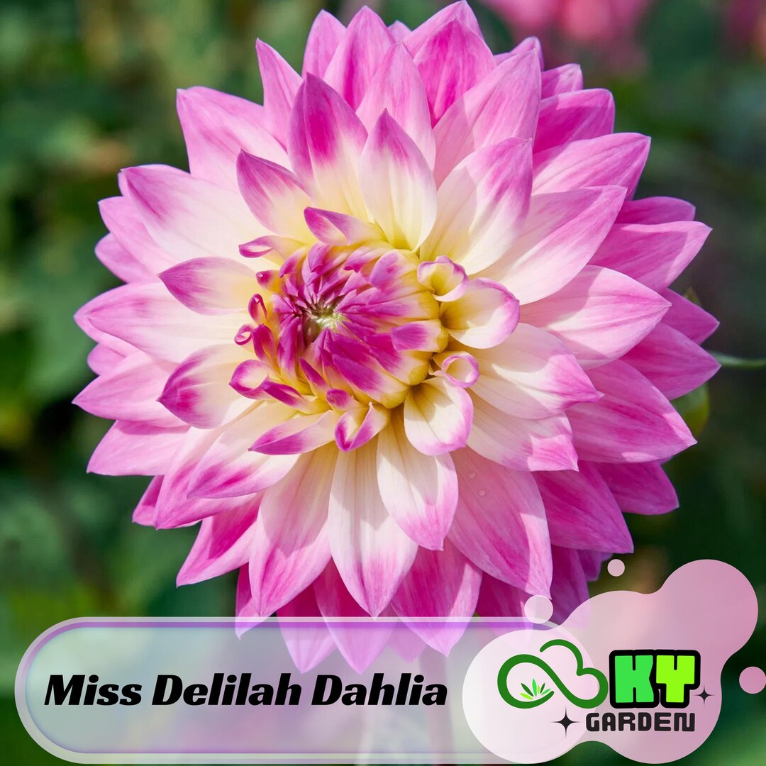 Miss Delilah Dahlia Seeds - Attracts Pollinators, Long Blooming Season ...