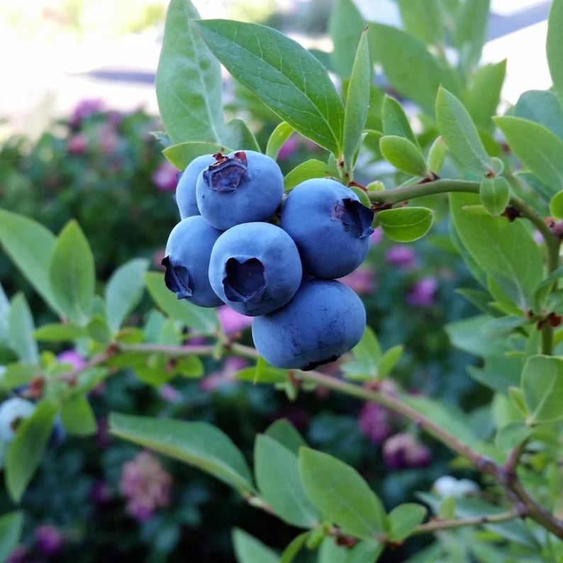Northern Highbush Blueberry Seeds - Perennial -cold Resistant, High ...