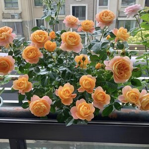 Juicy Terrazza Rose Seeds - Perennial, Open-pollinating, Deciduous ...