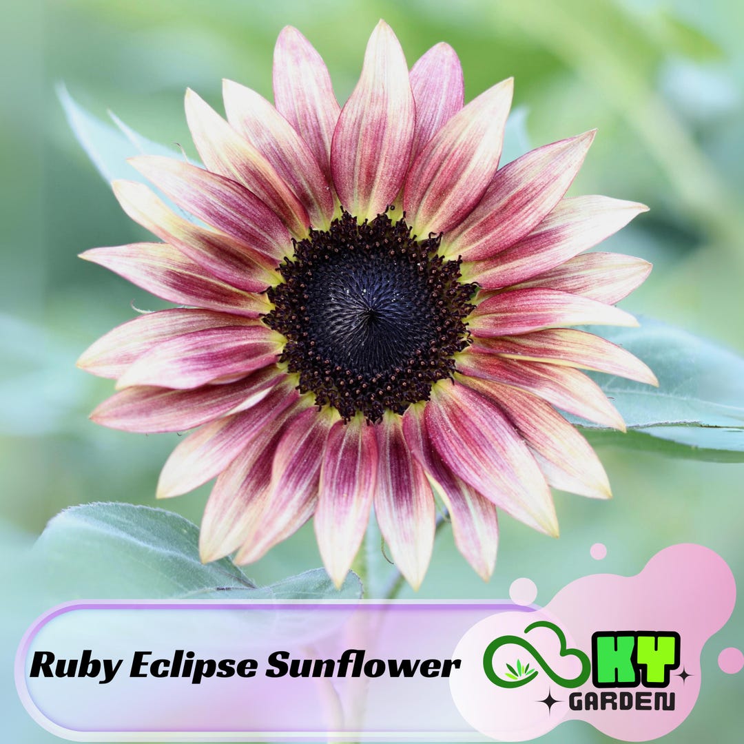 Ruby Eclipse Sunflower Seeds - Showy Blooms, Fast Growing, Attracts ...