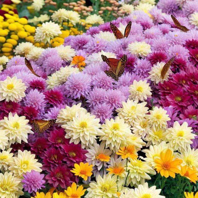 Mix Chrysanthemum Seeds - Showy Blooms, Attracts Pollinators, Cold ...