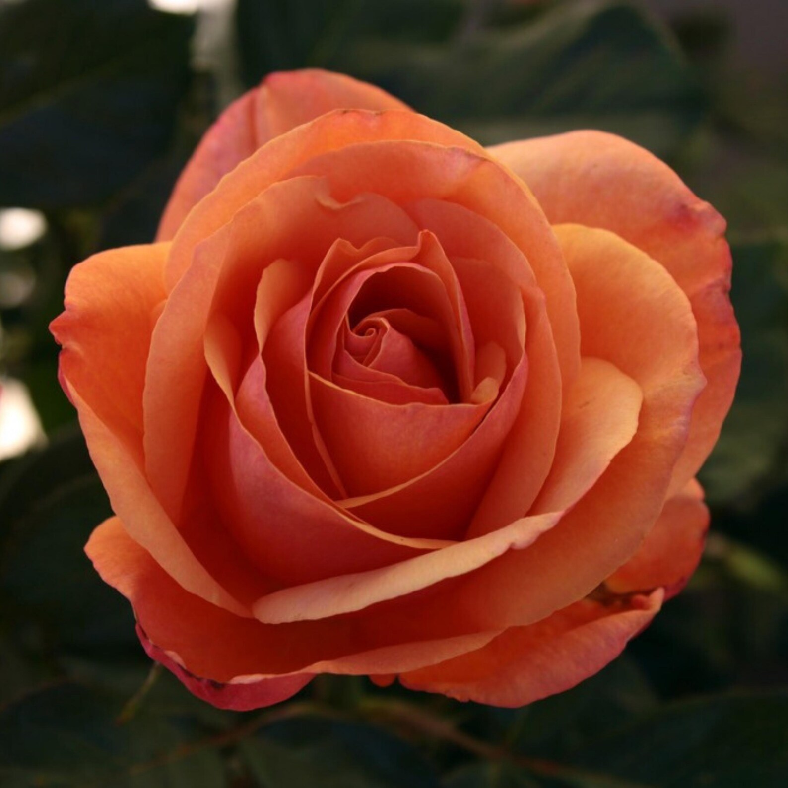 Anna's Promise Grandiflora Rose Seeds – Perennial, Cold Resistant ...