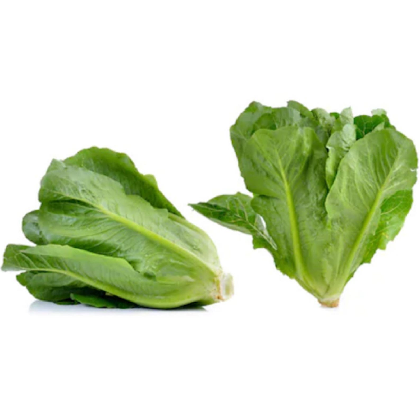 Parris Island Cos Romaine Lettuce Seeds - Annual - Edible, Fast Growing ...