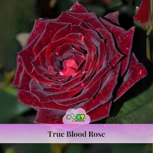 15s|true Blood Rose Seeds , Cold Resistant, Open-pollinating, Deciduous ...