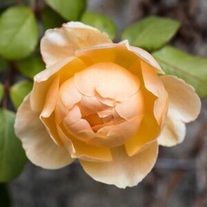 Judge the Obscure Rose Seeds - Perennial, Open-pollinating, Deciduous ...
