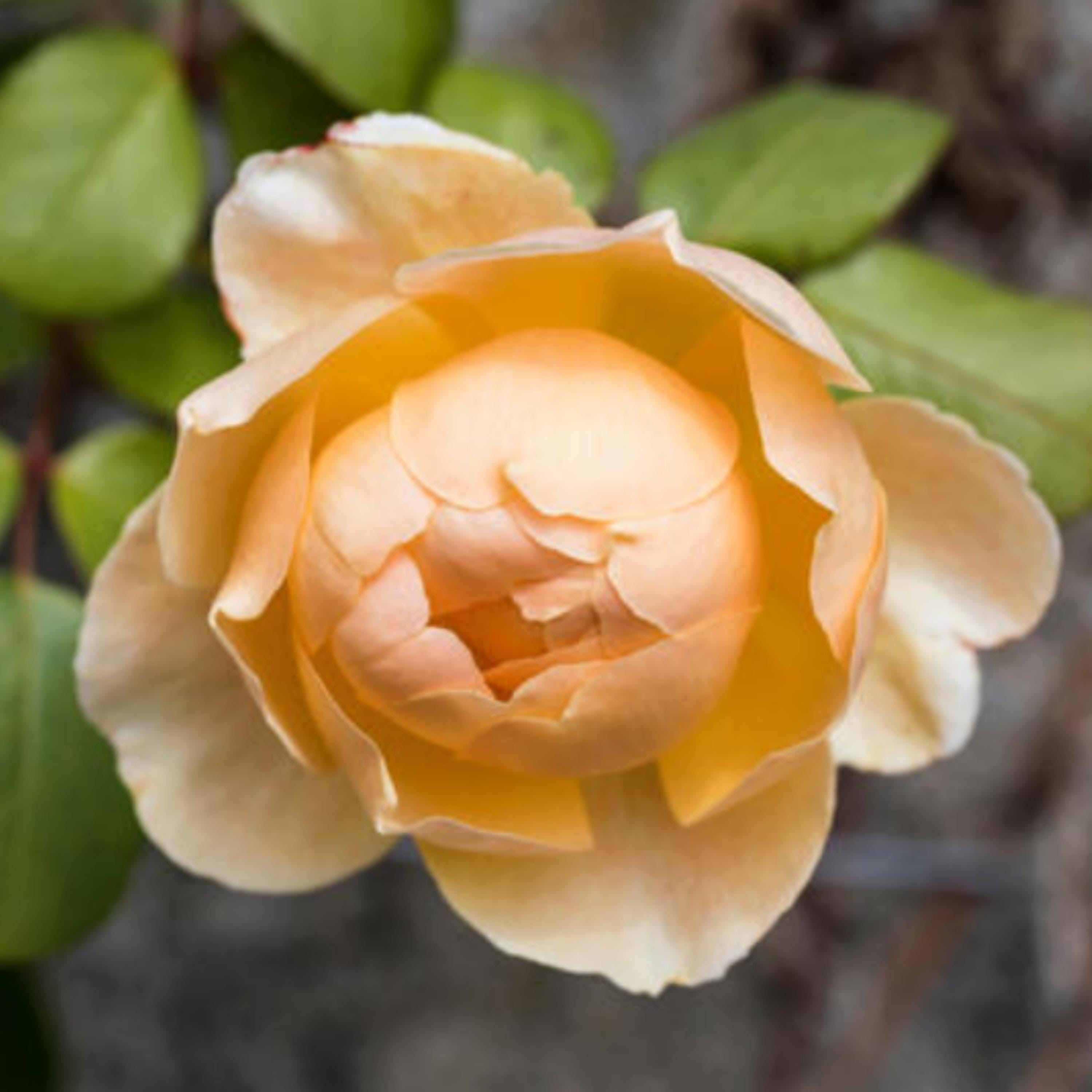 15s|judge the Obscure Rose Seeds - Perennial, Open-pollinating ...