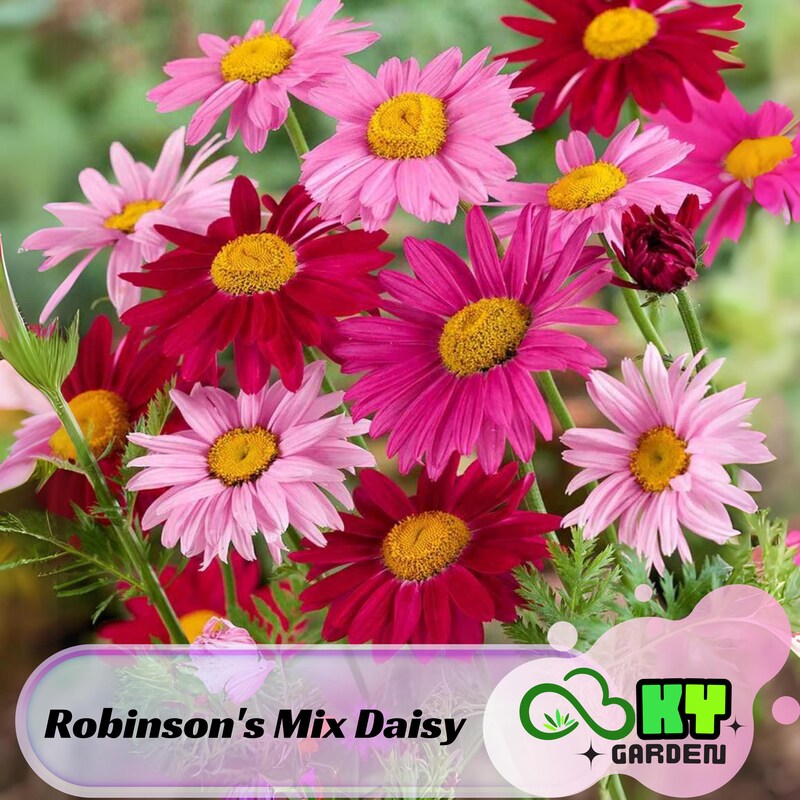 Robinsons Painted Daisy Seeds - Etsy
