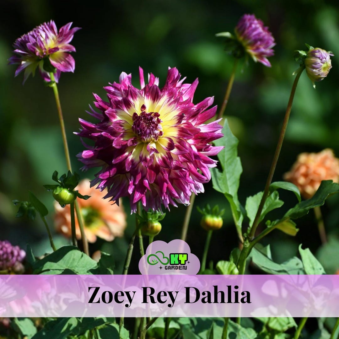 Zoey Rey Dahlia Seeds - Attracts Pollinators, Long Blooming Season ...