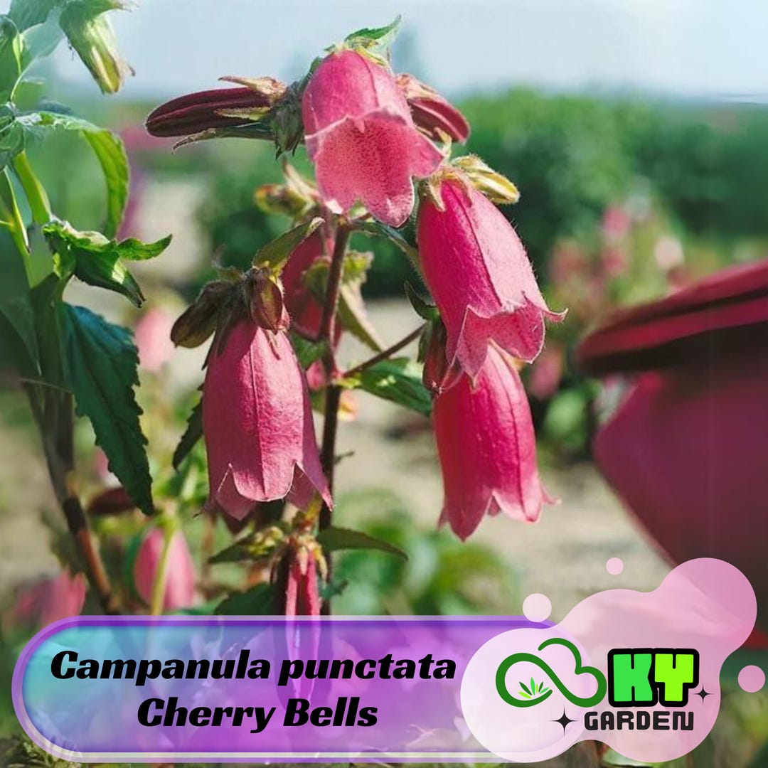 Campanula Punctata Cherry Bells Seeds - Long Blooming Season, Attracts ...