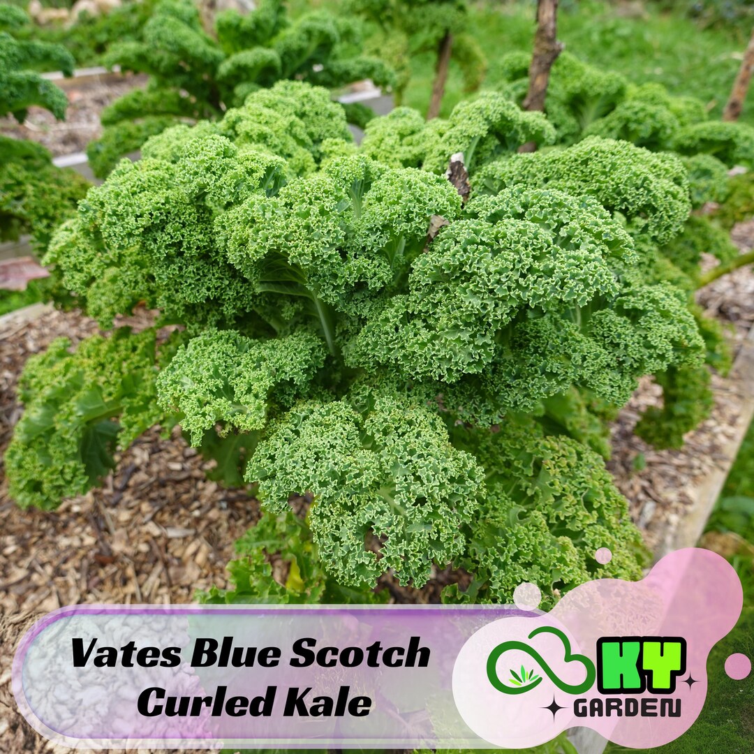 Vates Blue Scotch Curled Kale Seeds - Cold Tolerant, Nutrient Dense ...