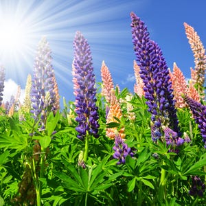 Lupinus Rivularis (riverbank Lupine) Seeds - Fast Growing, Drought ...