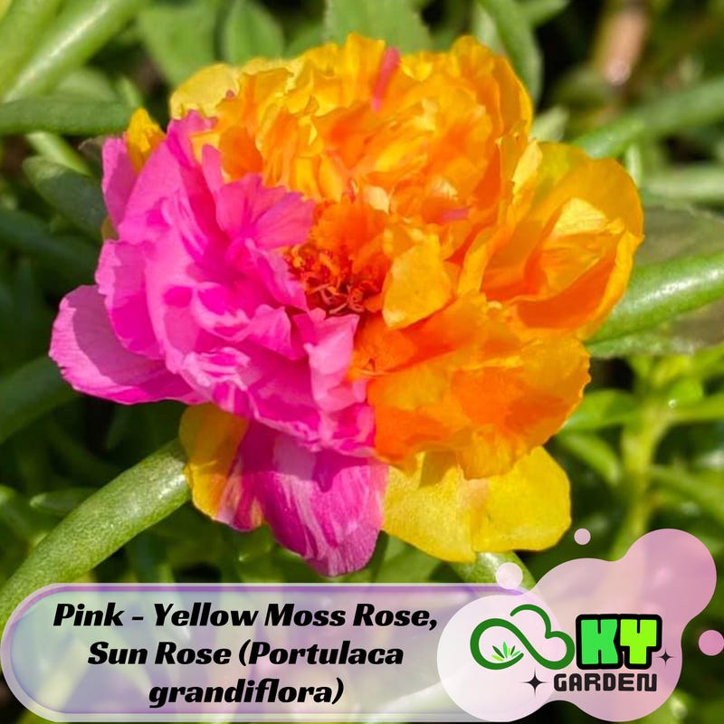 Rose Moss For Sale