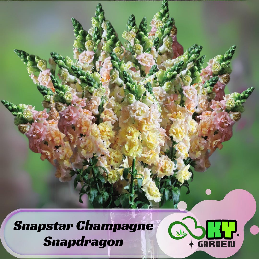 Snapstar Champagne Snapdragon Seeds - Potted -cold Resistant -attracts ...