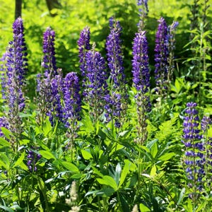 Lupinus Rivularis (riverbank Lupine) Seeds - Fast Growing, Drought ...
