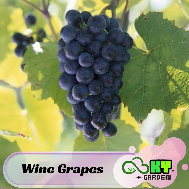 Grapes - Etsy
