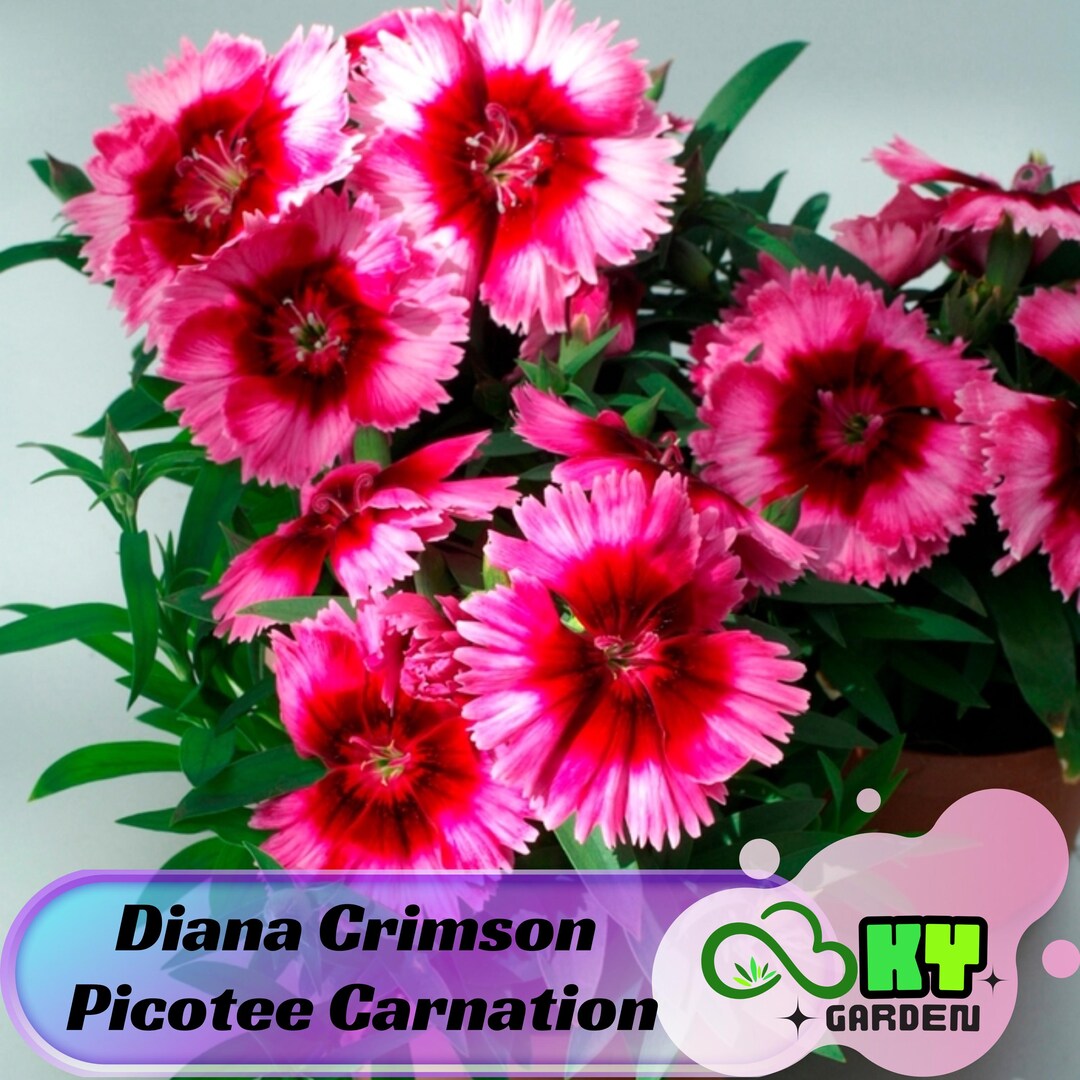 Diana Crimson Picotee Carnation Seeds - Showy Blooms, Compact Growth ...