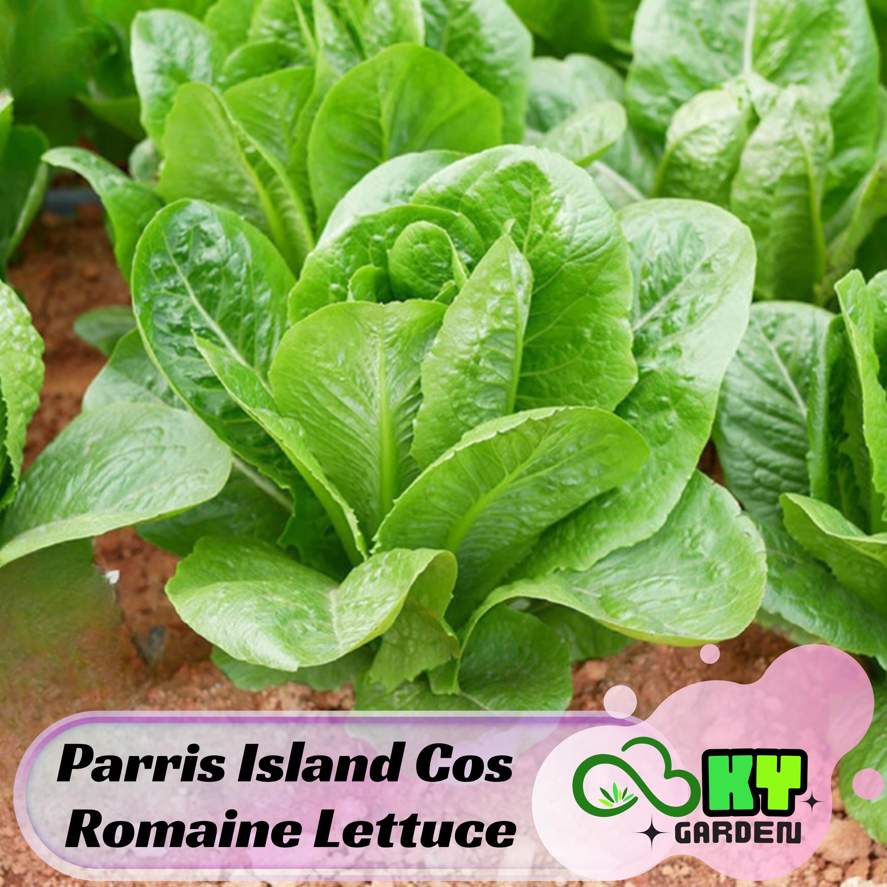 Parris Island Cos Romaine Lettuce Seeds - Annual - Edible, Fast Growing ...