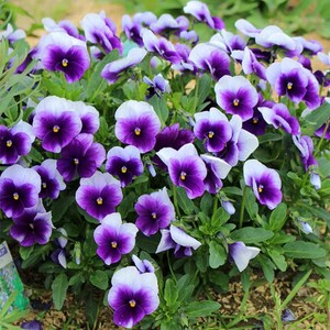 Spring Matrix Beaconsfield Pansy Seeds - Cold Resistant - Open ...